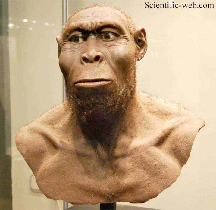 Ποιος είναι ο homo rudolfensis; ο νέος μας πρόγονος! - InfoKids.gr