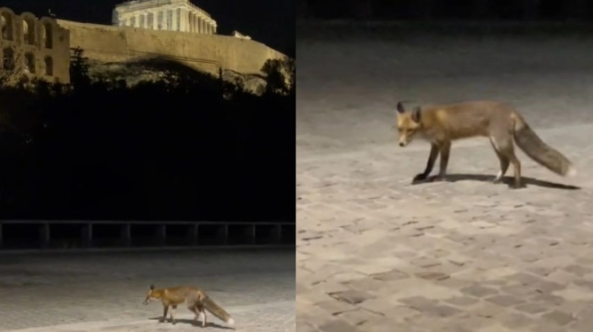 Βίντεο στο TikTok δείχνει αλεπού να «κόβει» βόλτες στην Ακρόπολη και ...